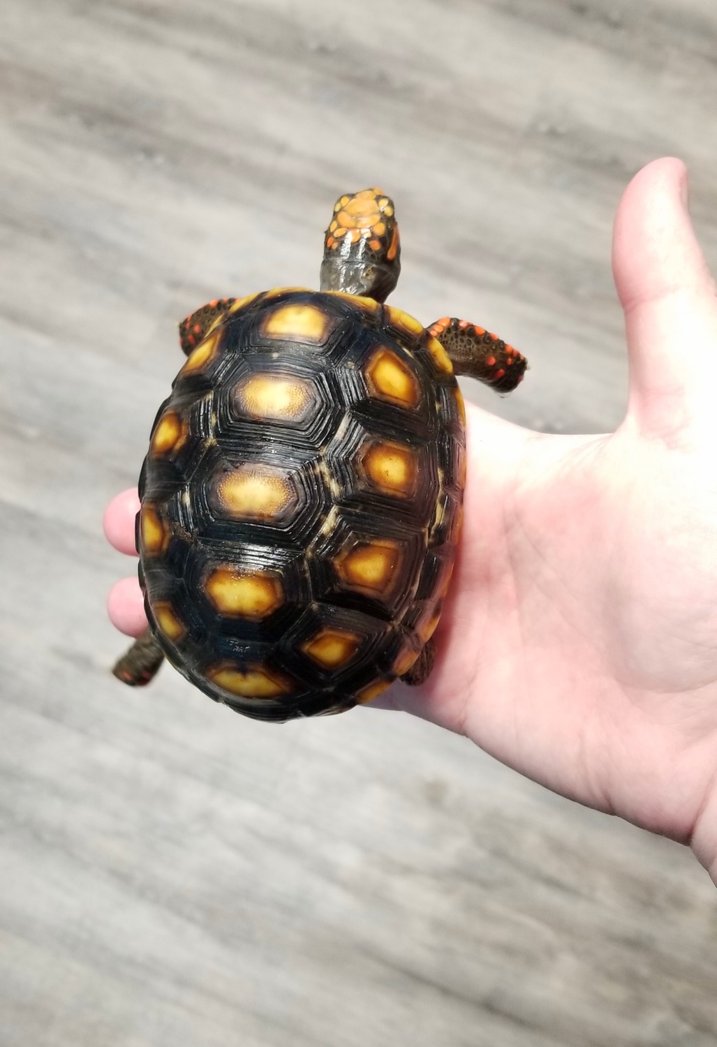 Brazilian Cherry Head Red-footed Tortoise by Chaos Exotics - MorphMarket