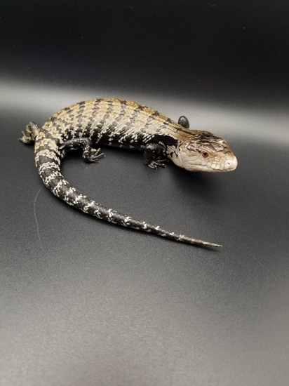 Halmahera Blue Tongue Skink Halmahera Blue-Tongued Skink by Chaos Exotics