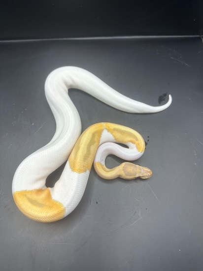 2023 Female Candino Pied Ball Python by Chaos Exotix