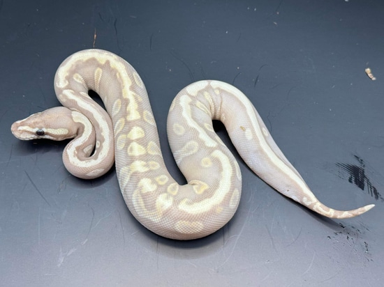 Banana Ghi Mojave Ball Python by Chaos Exotix