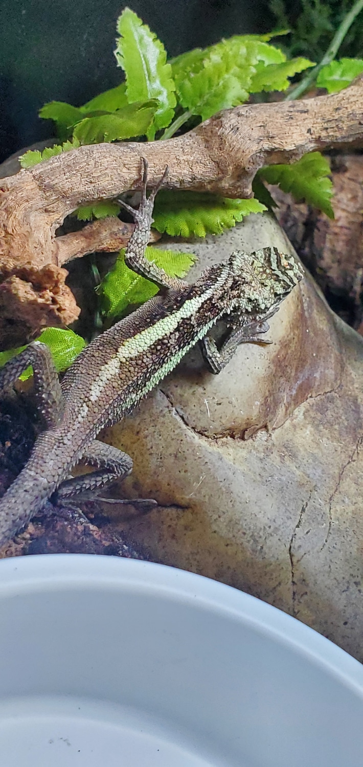 Neon Tree Dragon Diploderma Splendidum More Lizard by Chaostazi ...