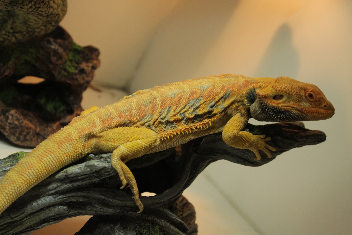 Yellow, Blue Leatherback Adult Free Shipping Central Bearded Dragon by ...