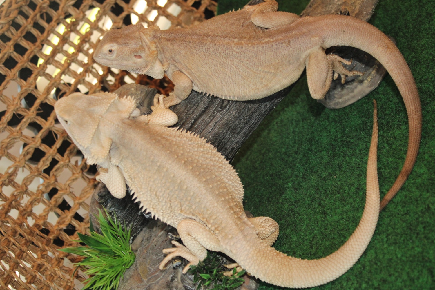 Zero Leatherback Adult Female Central Bearded Dragon by Black Beards ...