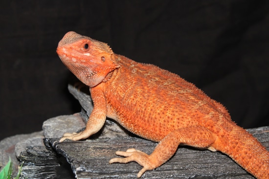 Quality Red Bearded Dragon Central Bearded Dragon by Black Beards Dragon's