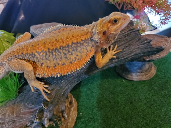 Pied Adult Bearded Dragon Central Bearded Dragon by Black Beards Dragon's