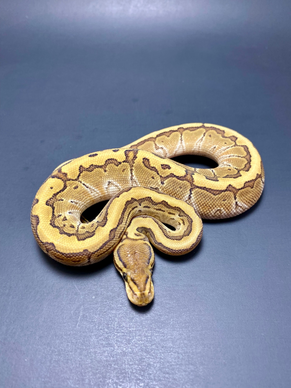 Butter Pinstripe Ball Python by Chaotic Creatures - MorphMarket