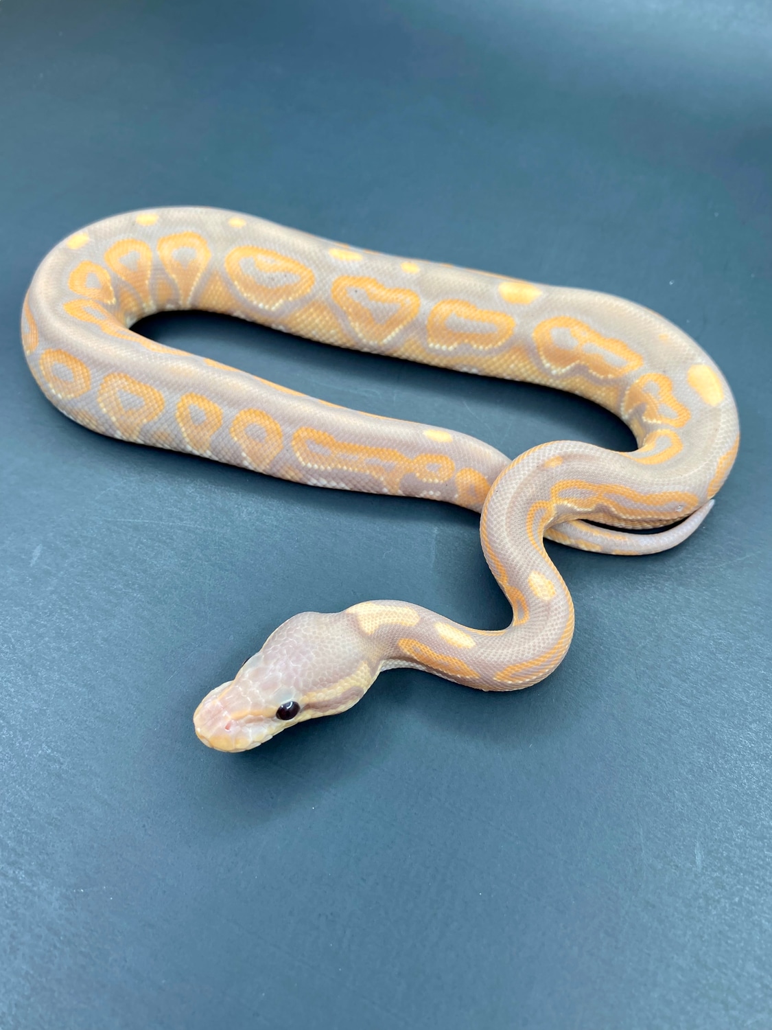 Banana Cinnamon Ball Python by Chaotic Creatures - MorphMarket