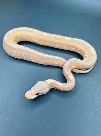 Banana Cinnamon Ball Python by Chaotic Creatures - MorphMarket