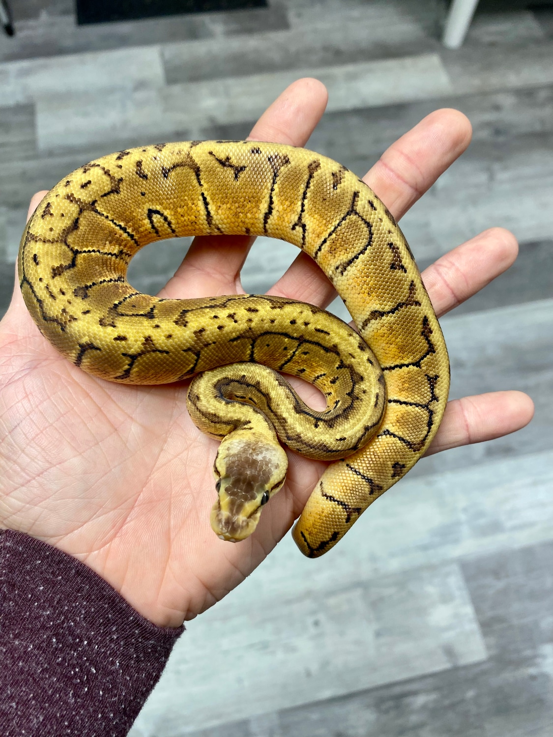 Pastel Pinstripe Ball Python by Chaotic Creatures - MorphMarket
