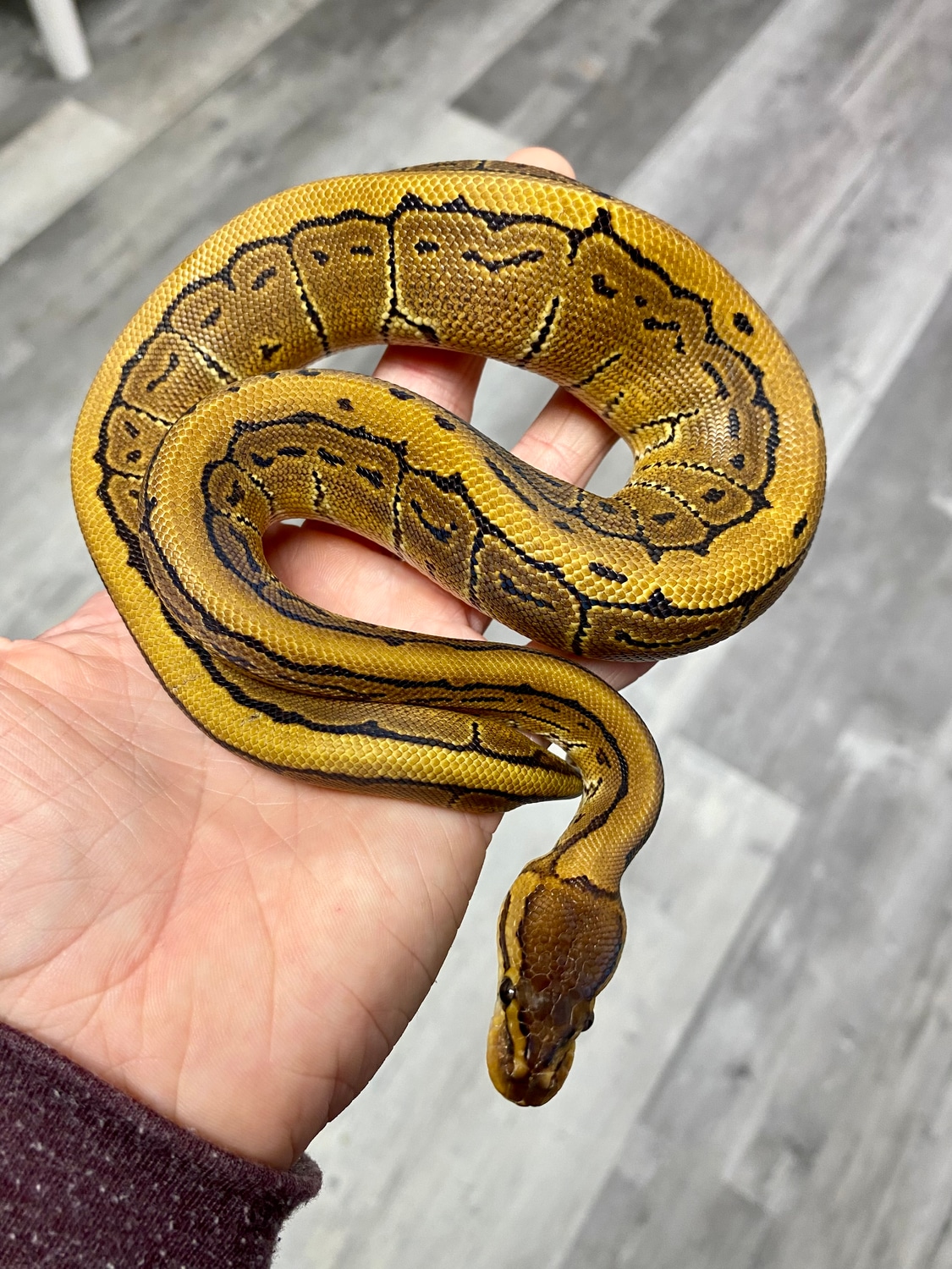 Pinstripe Ball Python by Chaotic Creatures - MorphMarket
