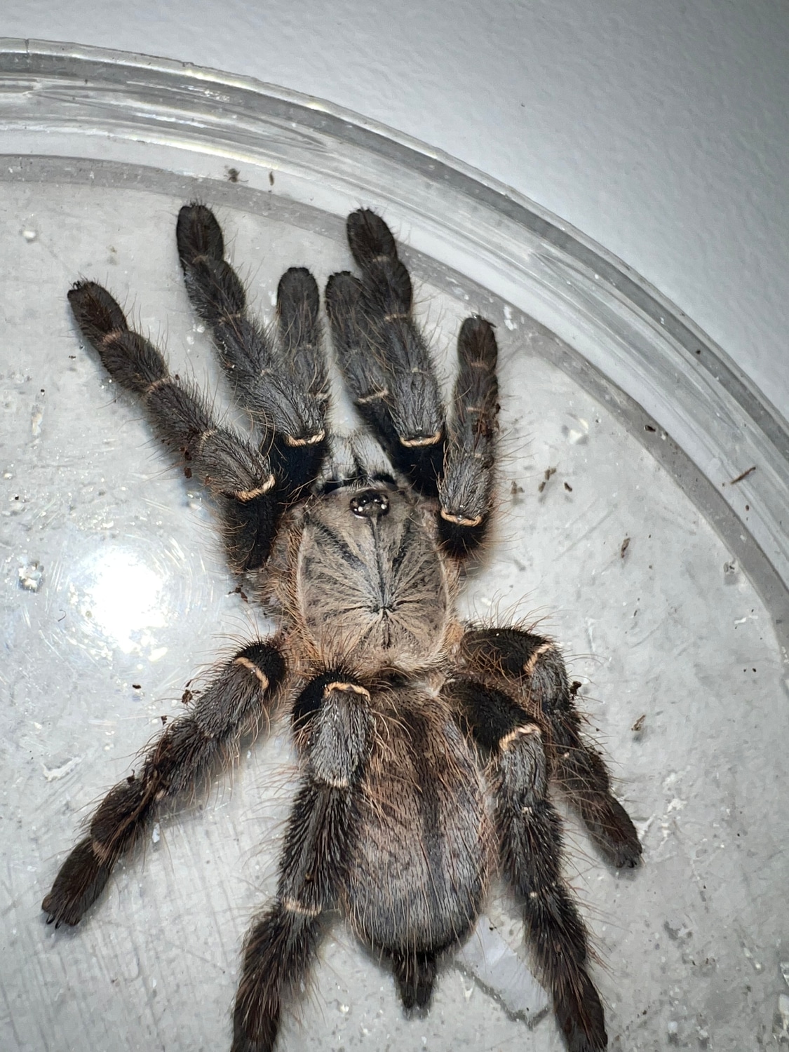 Citharognathus Hosei Tarantula by Chaotic Exotic LLC - MorphMarket