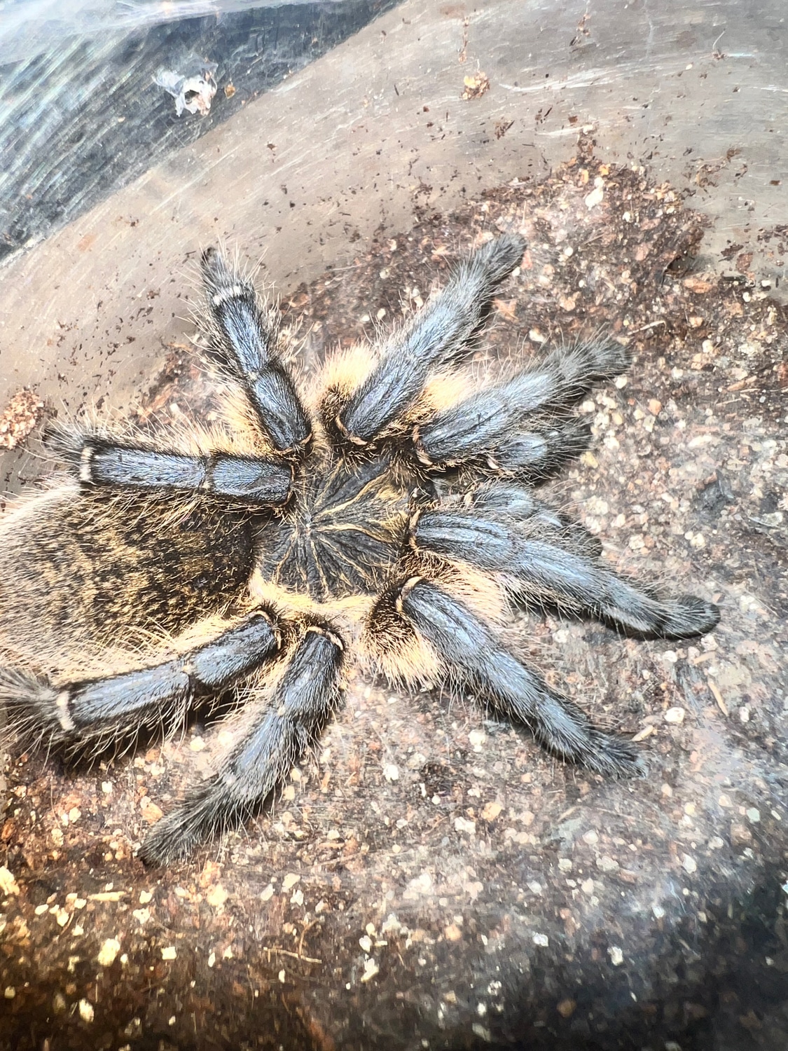 Harpactira Pulchripes Tarantula by Chaotic Exotic LLC - MorphMarket