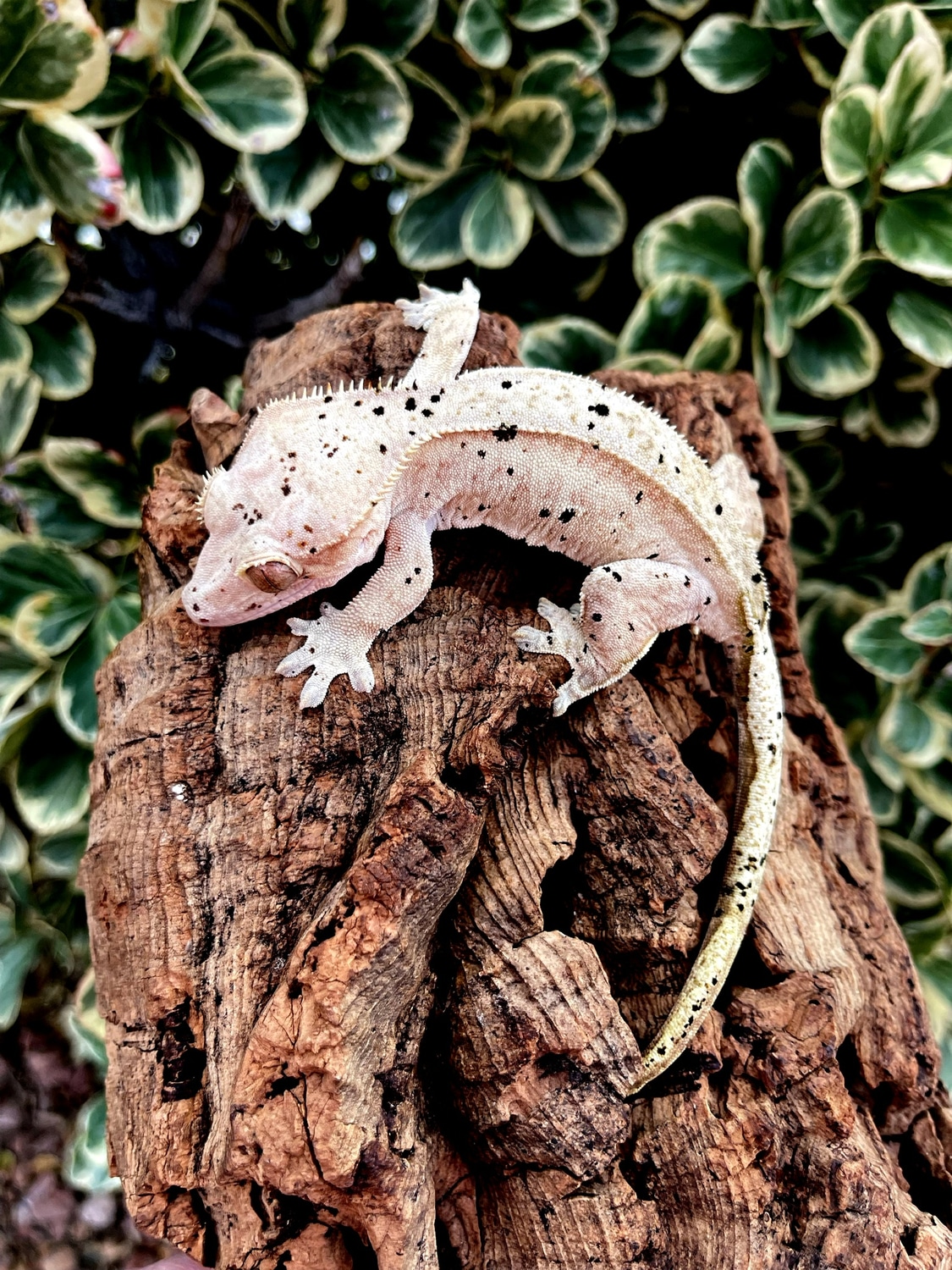 Pale Based Dalmatian Crested Gecko by Chaotic Gekkota - MorphMarket