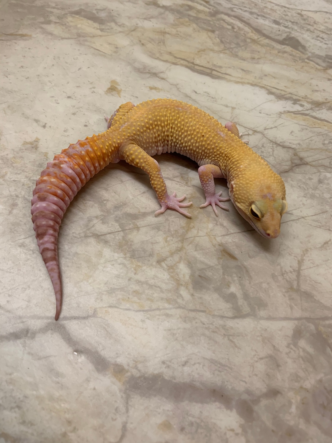 Raptor Leopard Gecko by Mikes Mutations - MorphMarket