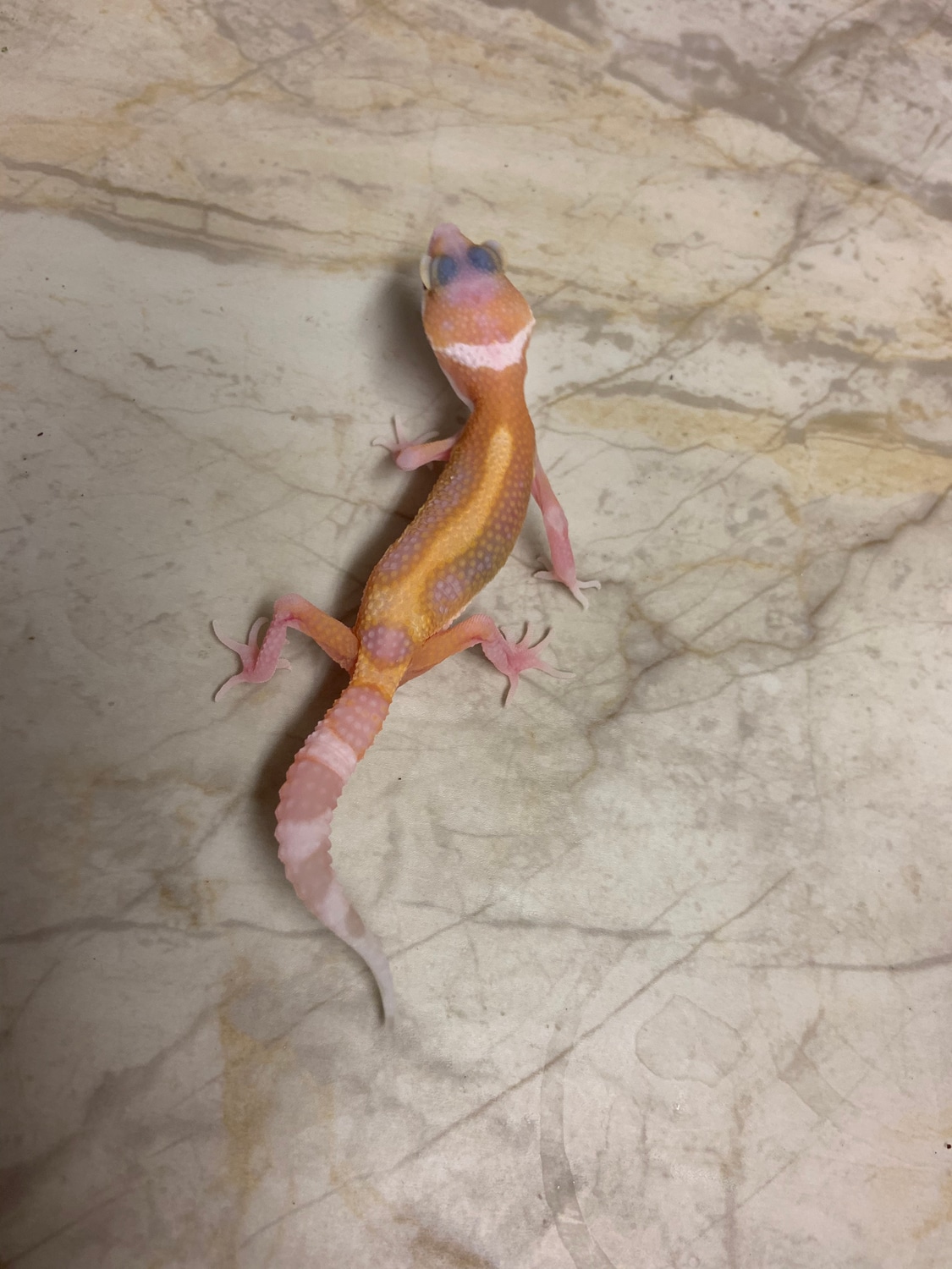 Giant HC Raptor Stripe Leopard Gecko by Diamond State Geckos - MorphMarket