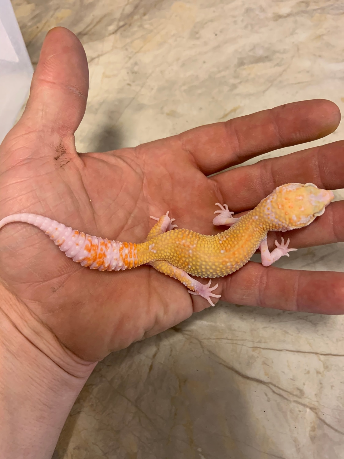 Giant HC Raptor Leopard Gecko by Mikes Mutations - MorphMarket