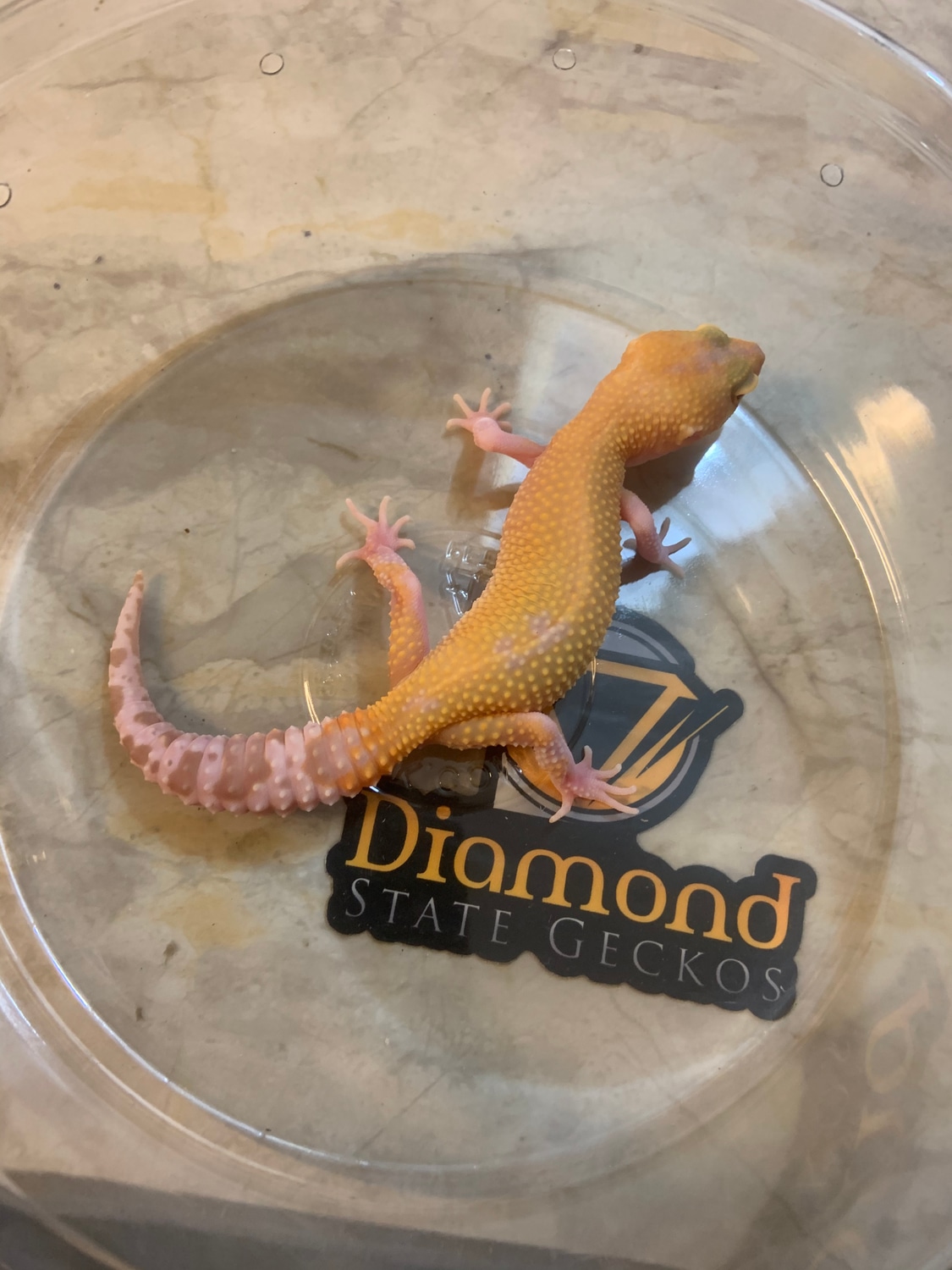 Raptor Leopard Gecko by Mikes Mutations - MorphMarket