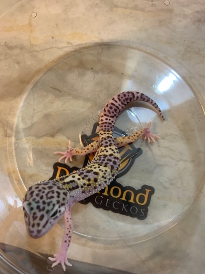 TSF Mack Snow Het Raptor Het MP Leopard Gecko by Mikes Mutations