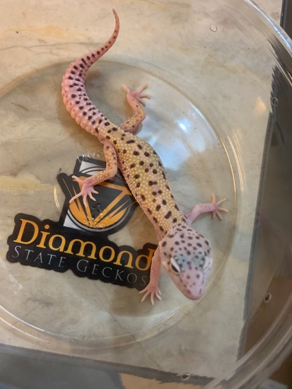 Mack Snow Het Raptor Leopard Gecko by Mikes Mutations