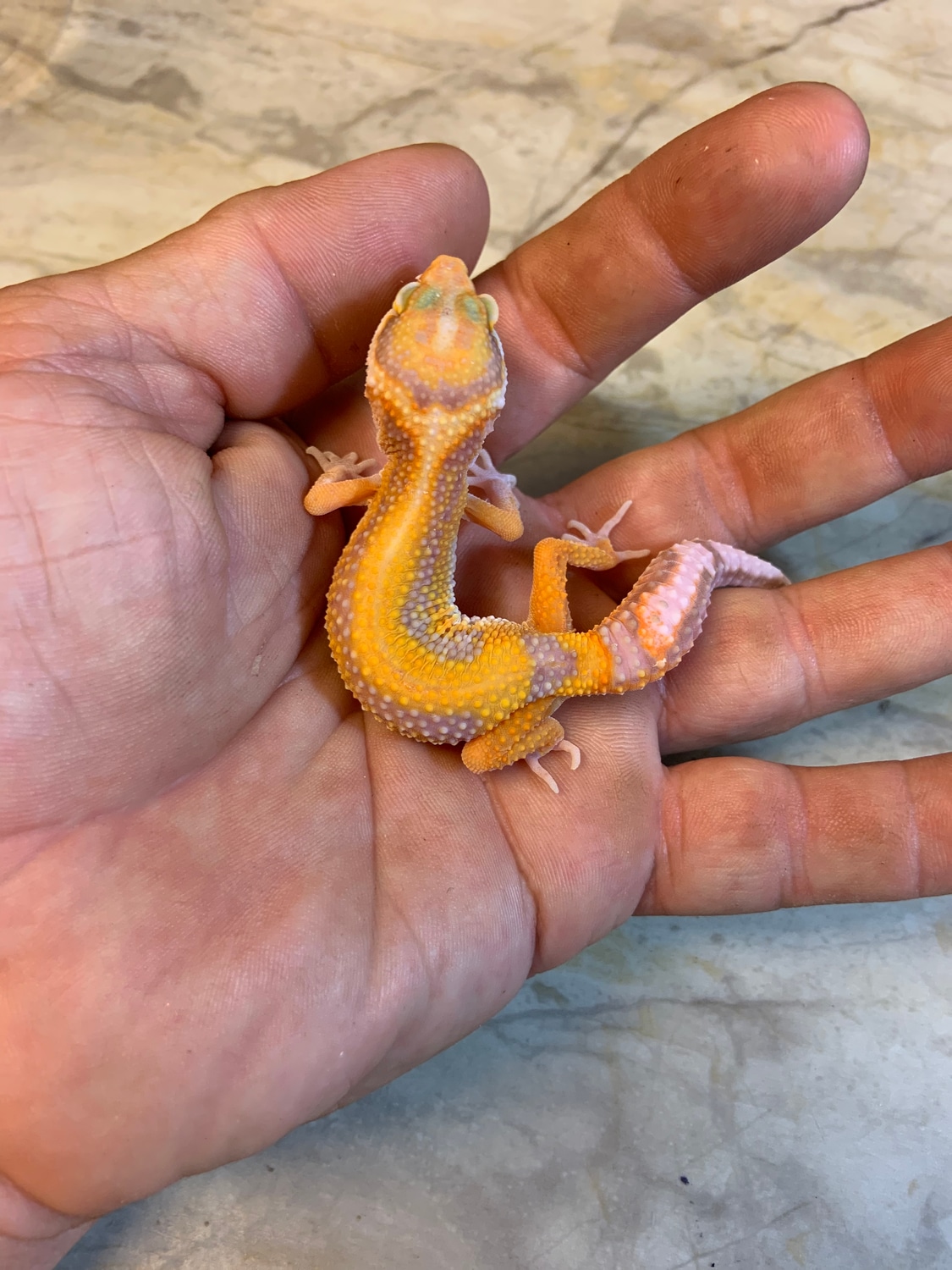 Firewater BB Cross Het BAE Leopard Gecko by Mikes Mutations - MorphMarket