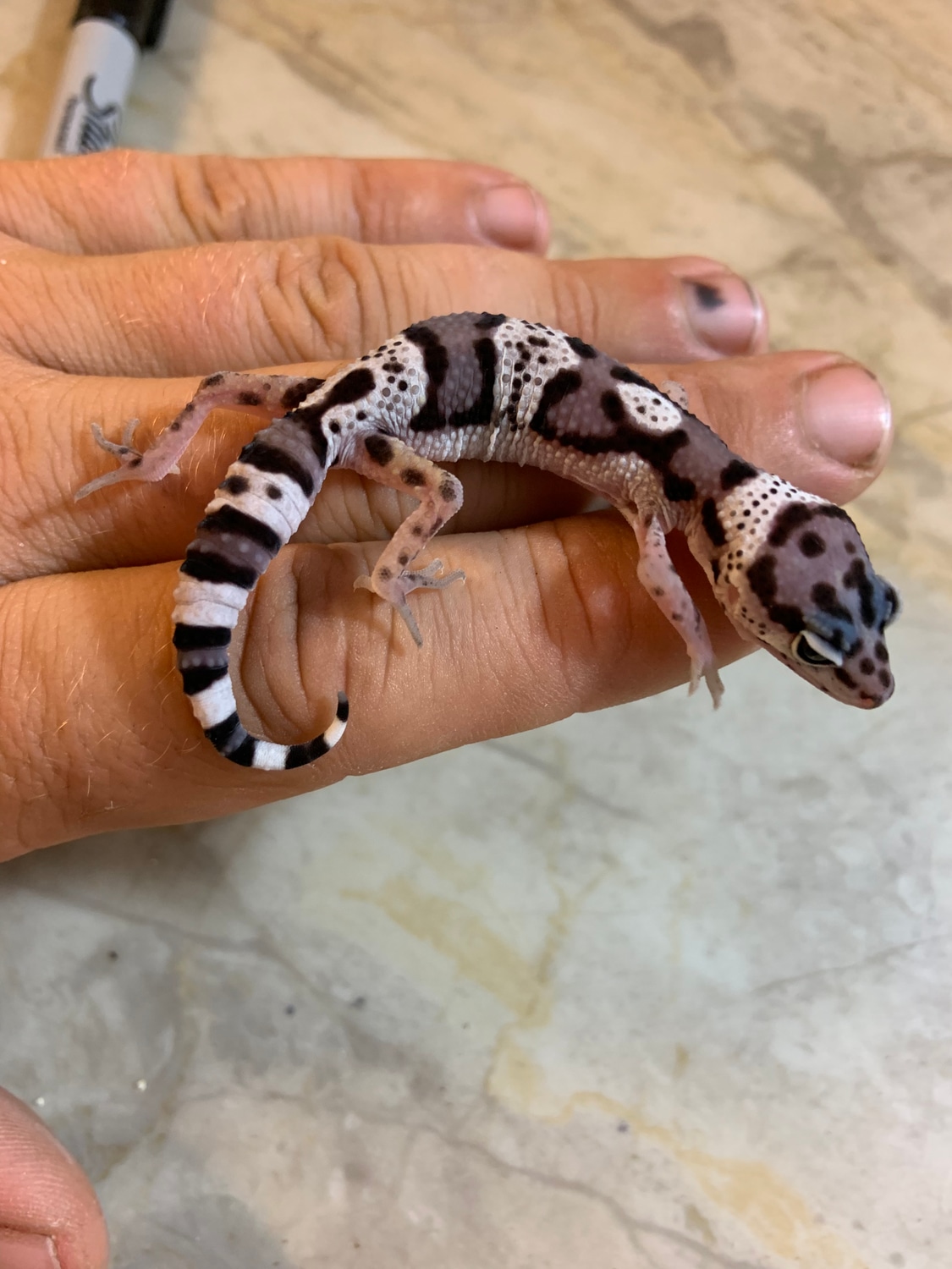 Tug Snow Poss Eclipse Het Tremper Leopard Gecko by Mikes Mutations ...