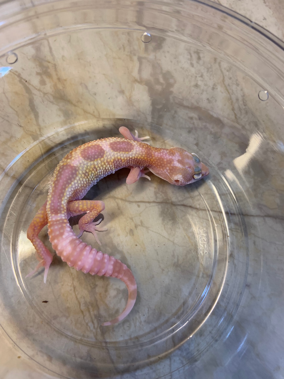 WY Bold Mack Snow Tremper Het Eclipse Leopard Gecko by Mikes Mutations ...
