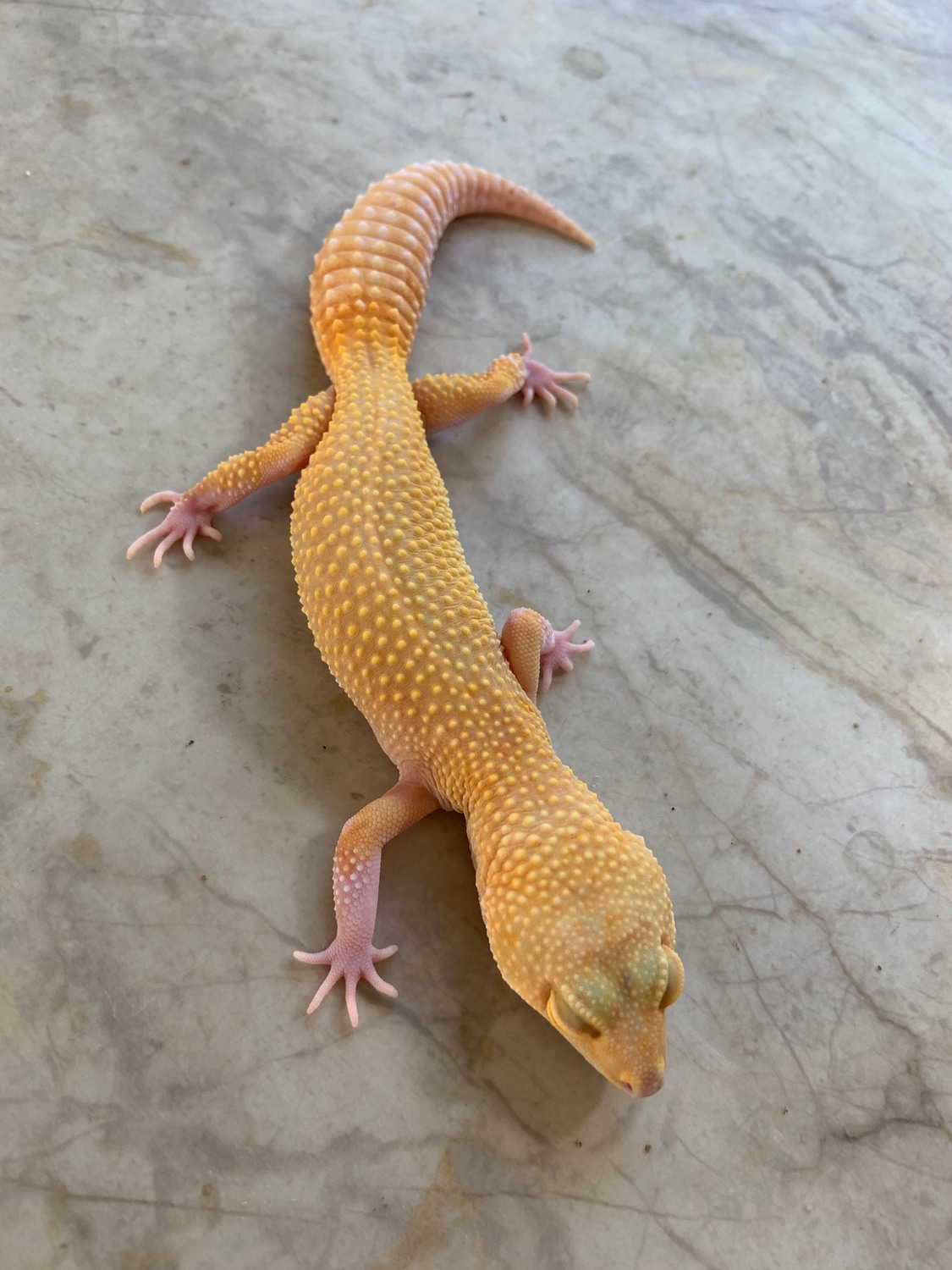 Raptor Leopard Gecko by Mikes Mutations - MorphMarket