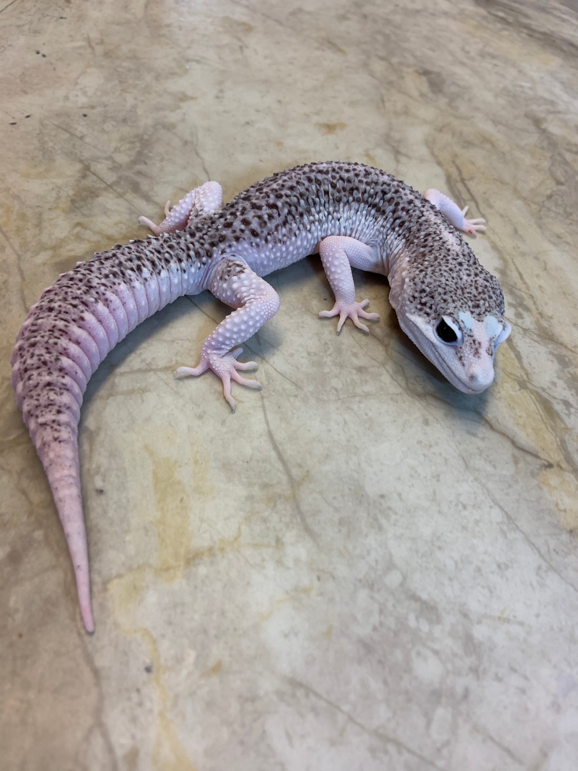 Total Eclipse Leopard Gecko by Mikes Mutations - MorphMarket