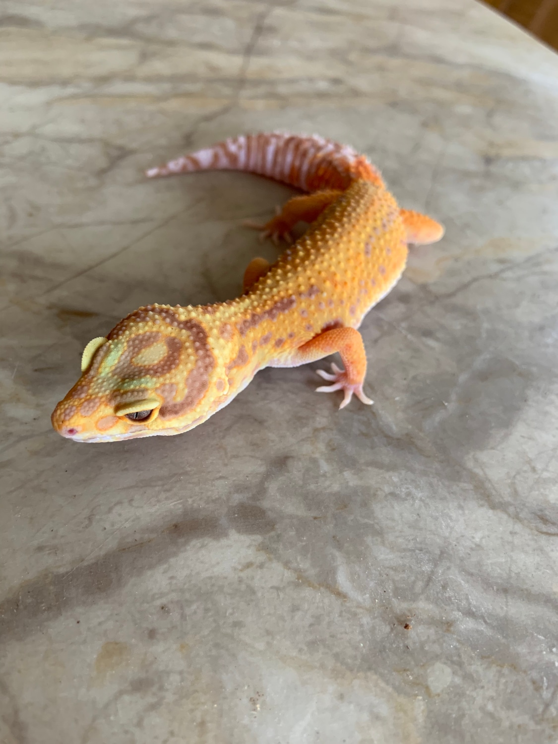Firewater BB Cross RW Het BAE Leopard Gecko by Mikes Mutations ...