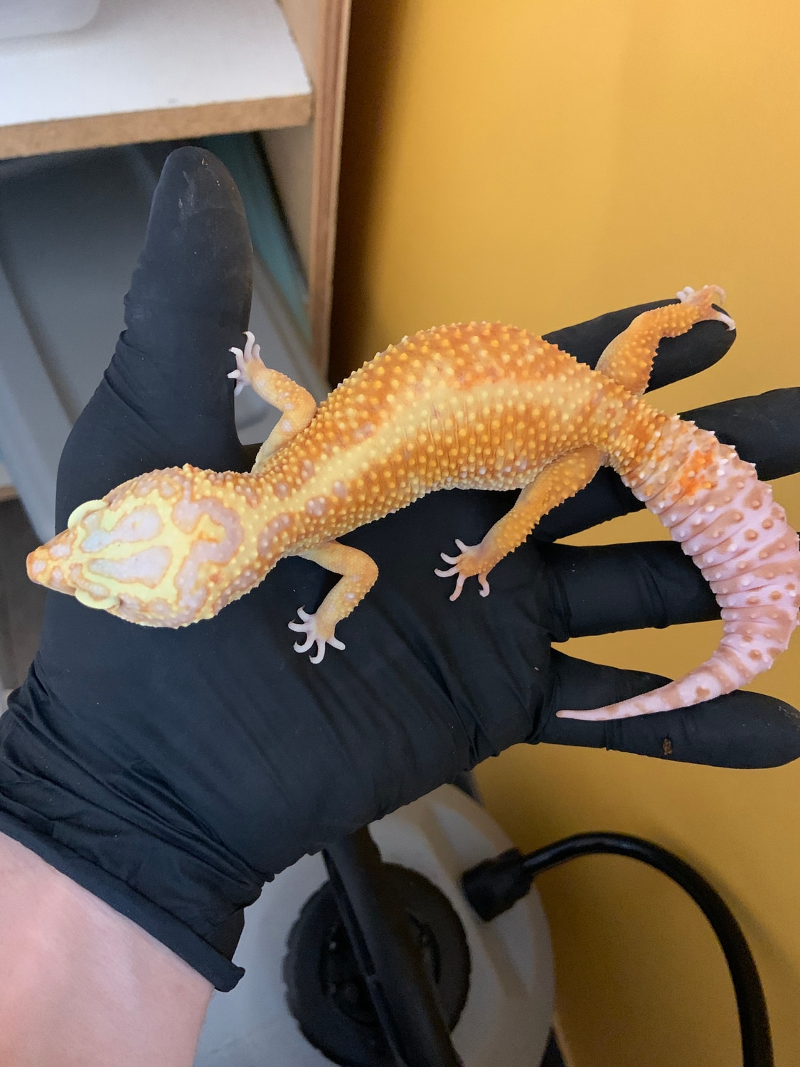 Firewater Leopard Gecko by Diamond State Geckos - MorphMarket