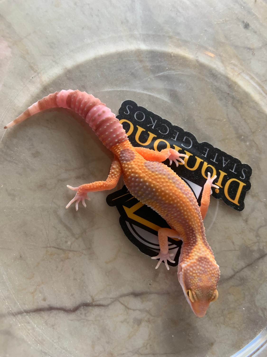 Rainwater BAE Leopard Gecko by Mikes Mutations - MorphMarket
