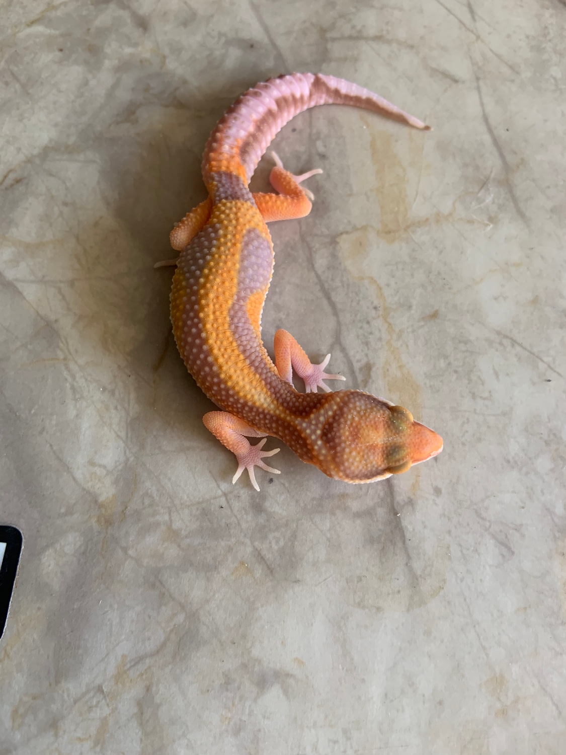 Rainwater BAE Burning Blood Leopard Gecko by Mikes Mutations - MorphMarket