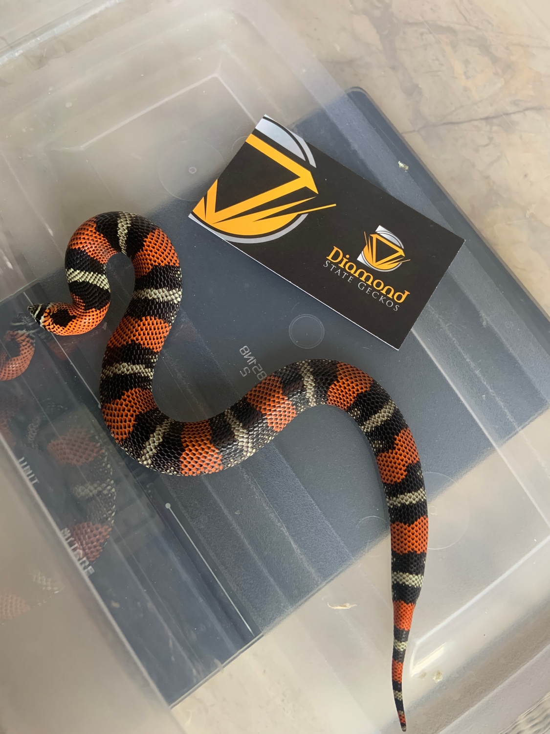 Tri-color Hognose by Mikes Mutations - MorphMarket
