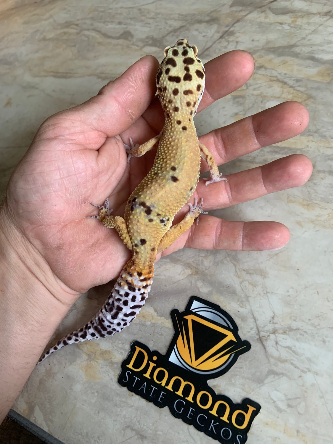 Emerine Het Raptor Leopard Gecko by Mikes Mutations - MorphMarket