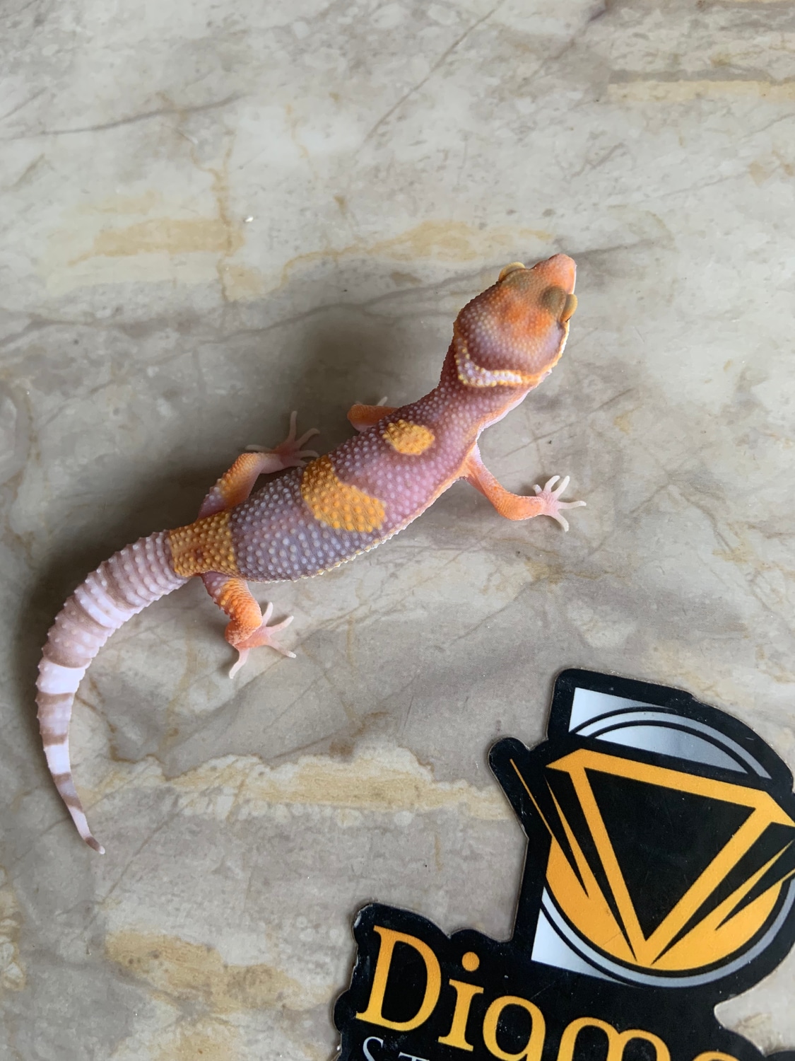 Bb Rw Bae Leopard Gecko by Diamond State Geckos - MorphMarket