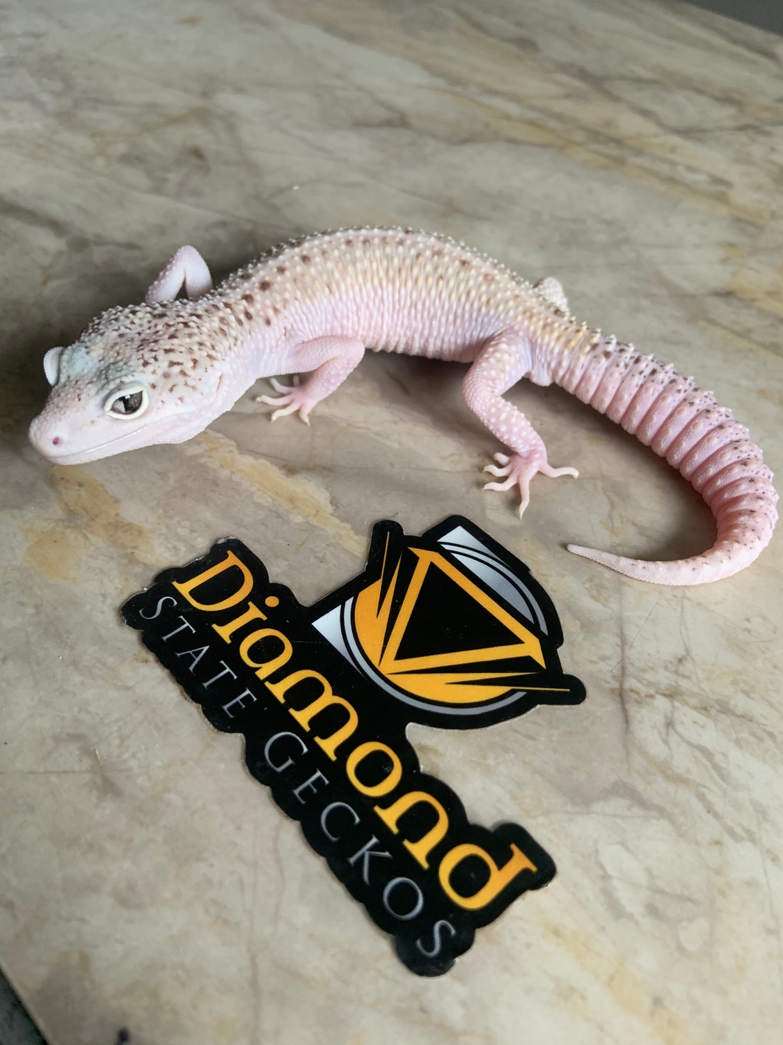 WY MSE Het Tremper Leopard Gecko by Mikes Mutations - MorphMarket
