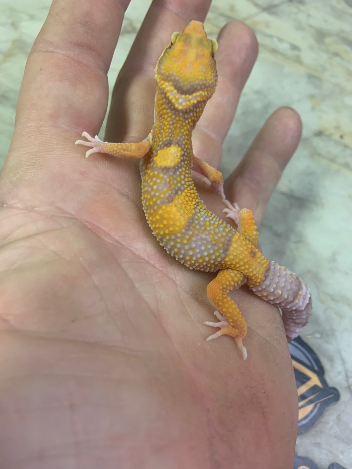 Bb Rw Bae Leopard Gecko by Mikes Mutations - MorphMarket