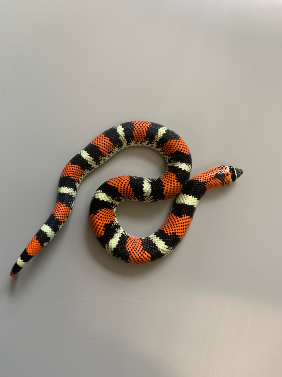 Female Tri-color Hognose by Mikes Mutations - MorphMarket