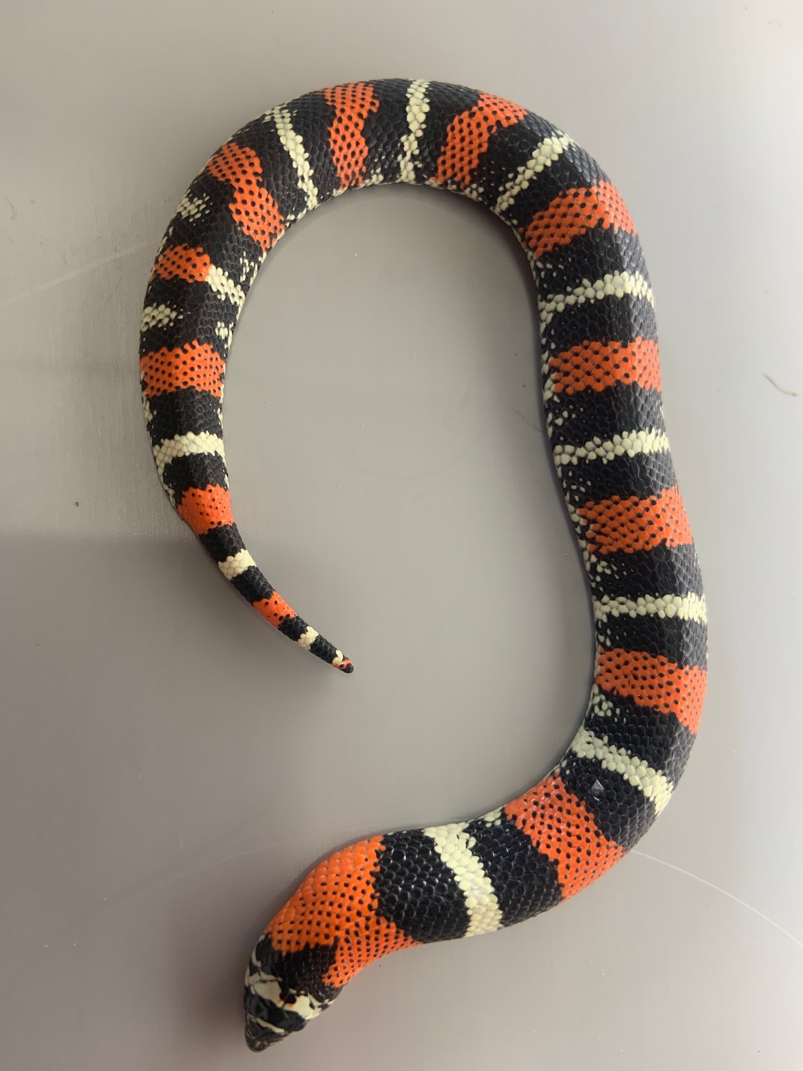 Tri-color Hognose by Mikes Mutations - MorphMarket