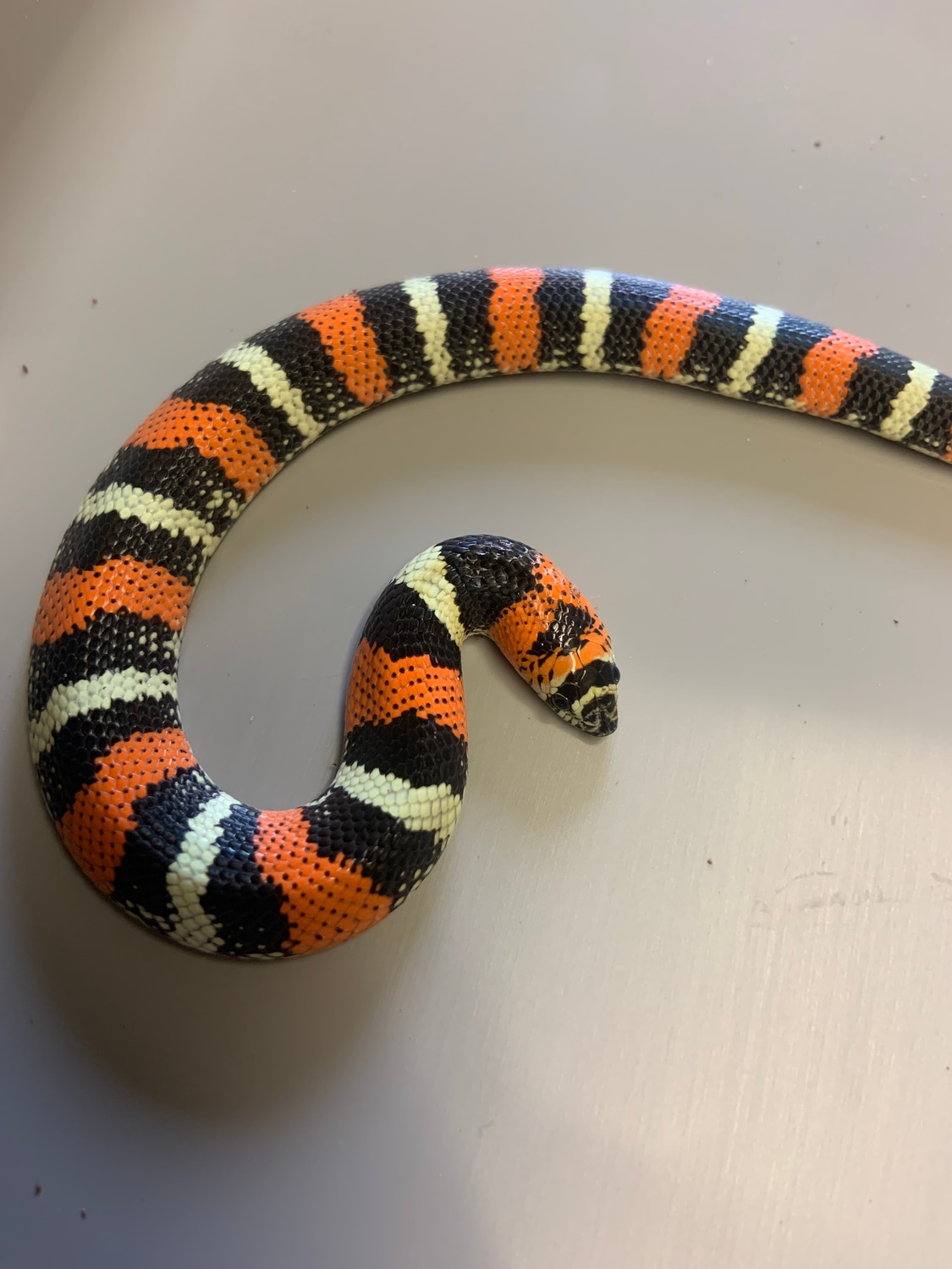 Tri-color Hognose by Mikes Mutations - MorphMarket