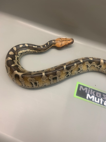 Sumatran Sumatran Short-Tailed Python by Mikes Mutations