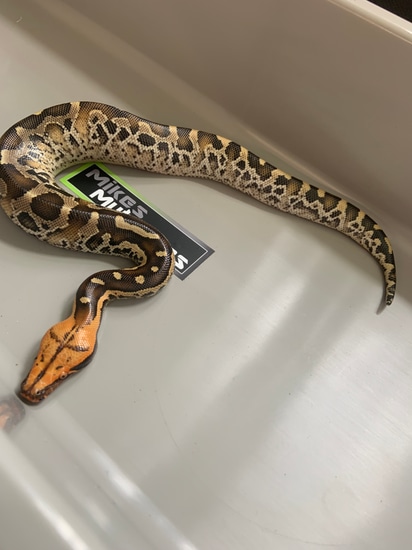 Sumatran Sumatran Short-Tailed Python by Mikes Mutations