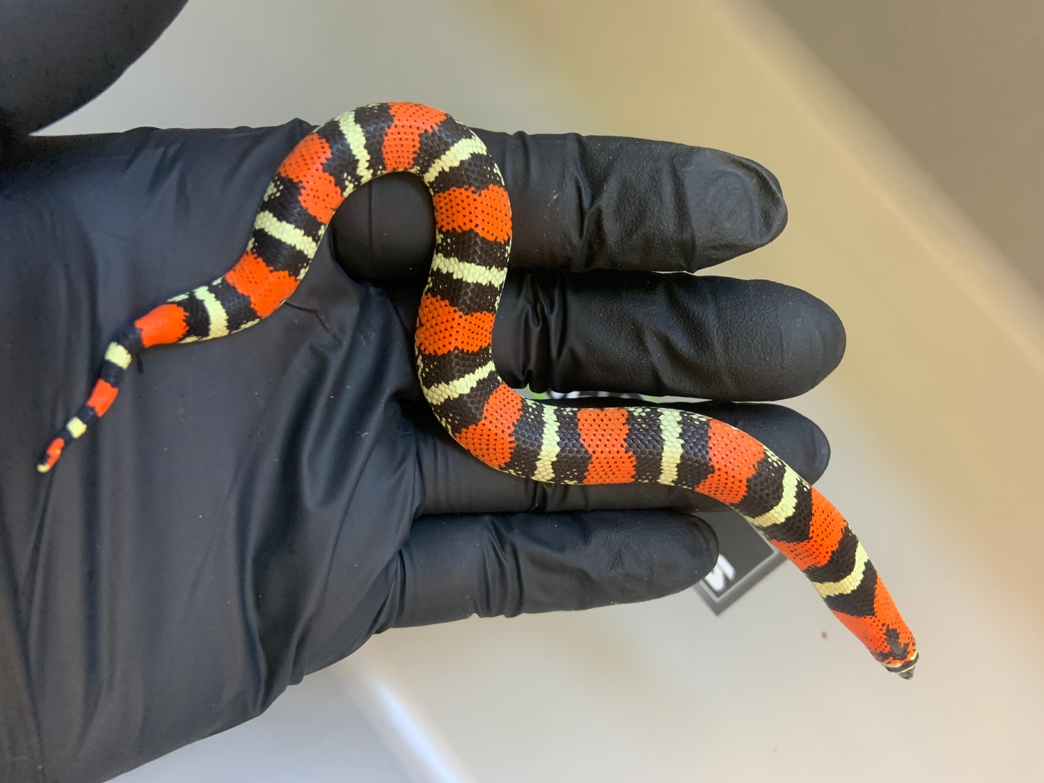 Tri-Color Tri-Color Hognose by Mikes Mutations - MorphMarket