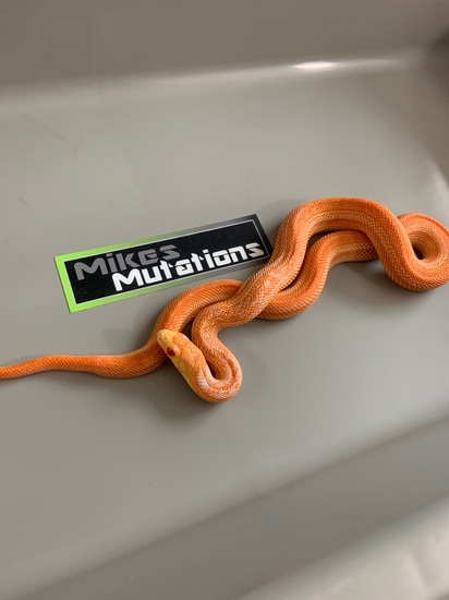 Striped AG Albino SD Gopher Snake by Mikes Mutations