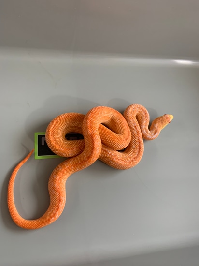 Striped AG Albino SD Gopher Snake by Mikes Mutations