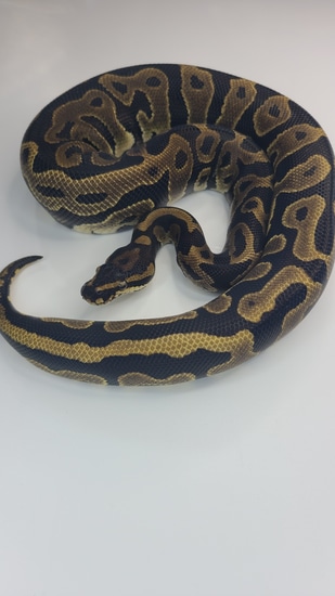 Leopard Het Monarch Ball Python by Anwir Morphs