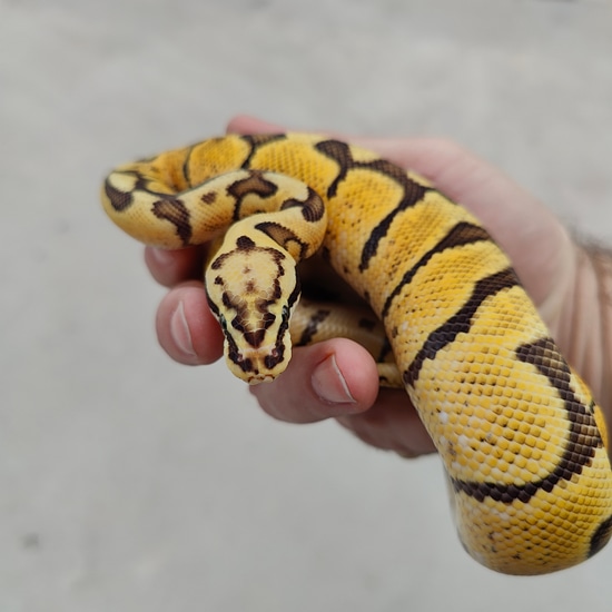 Super Pastel Enchi Spotnose Ball Python by Crellen's Custom Balls