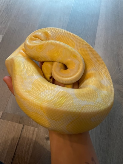 Pastel Lavender Albino Het Piebald Ball Python by Starstruck Serpents