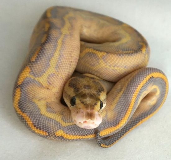 Leo Ivory Fire These Are Super Dark!!! Ball Python by Chris Hernan Reptiles