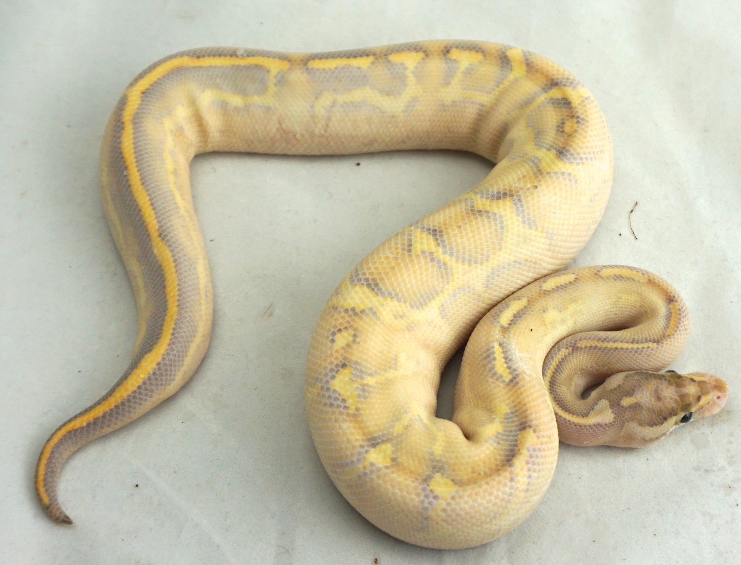 Price Reduced From $1200 Down To $900!!! Leopard Ivory Possible Fire ...